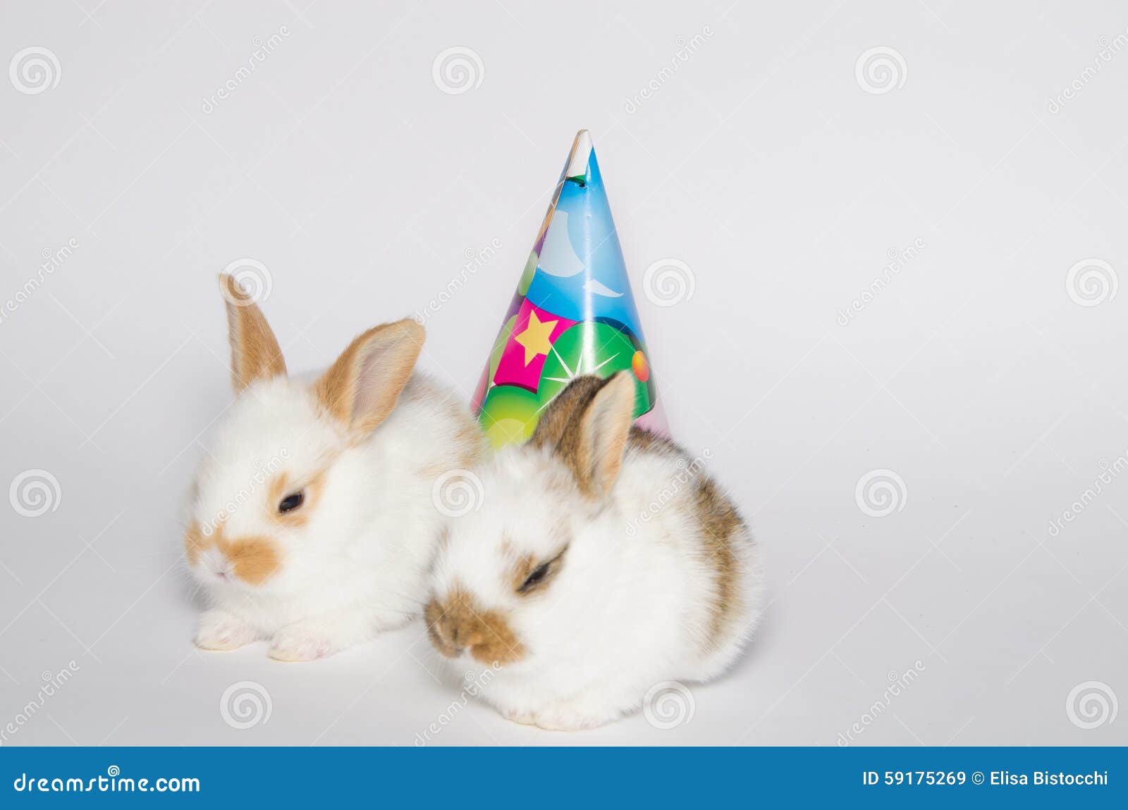 Happy Birthday Card with Rabbits Stock Image - Image of profile ...