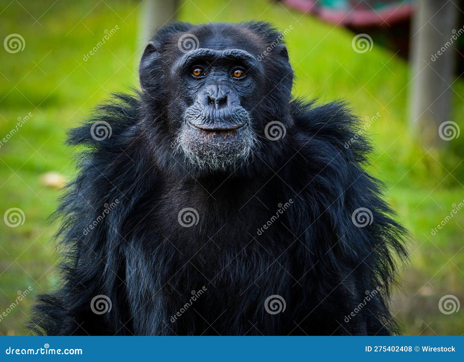Happy Black Chimpanzee Sitting on Green Grass. Stock Photo - Image of ...