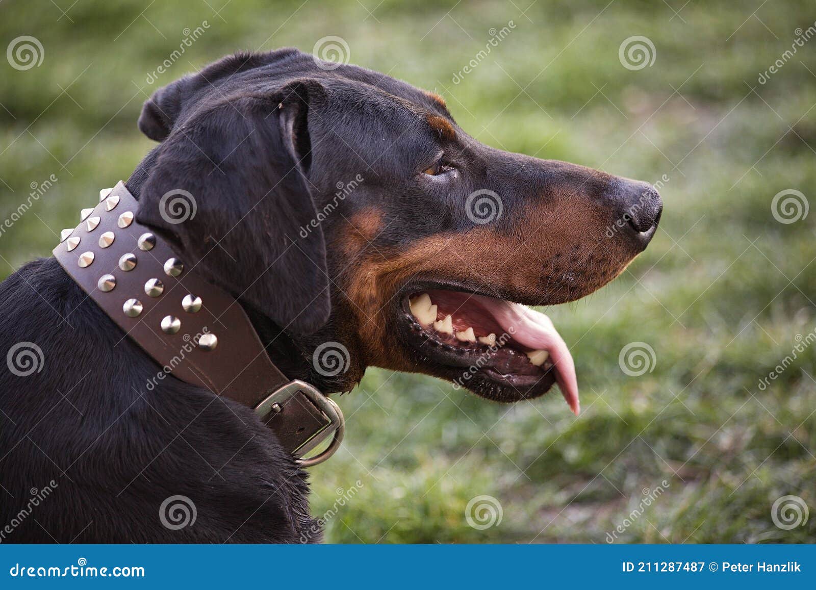 Happy Black Doberman Guardian of Home Stock Image - Image of family ...