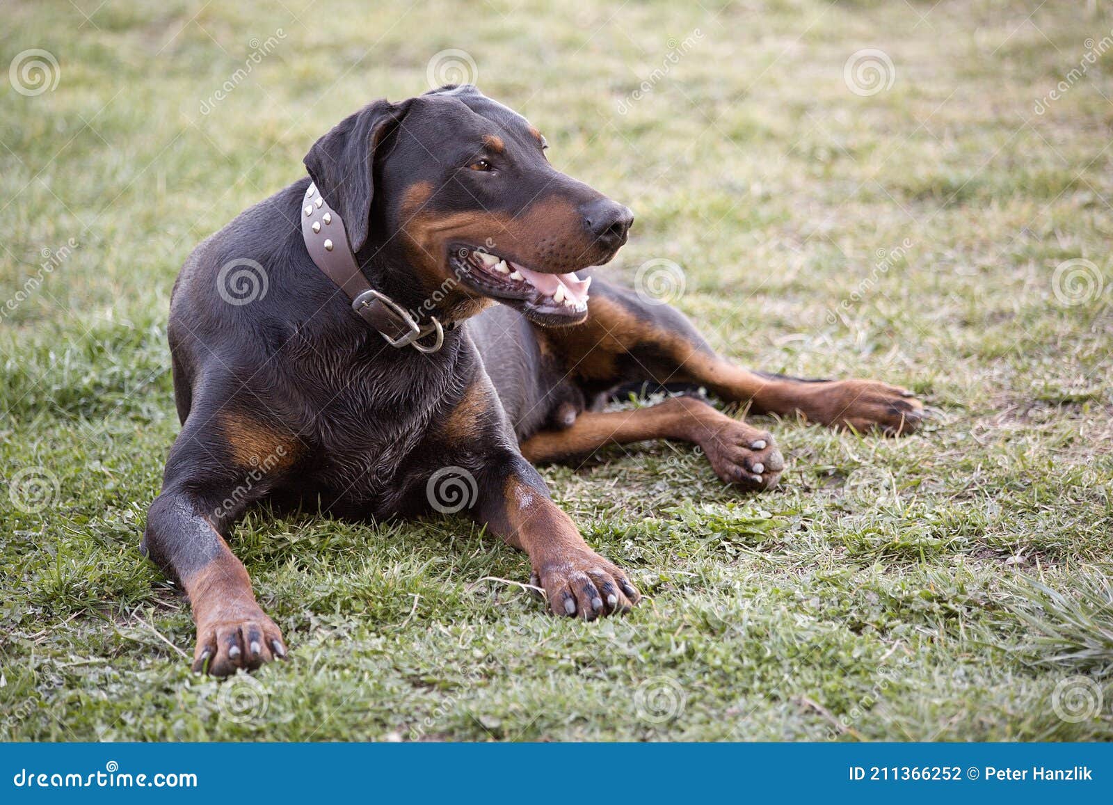 Happy Black Doberman Guardian of Home Stock Photo - Image of happy ...