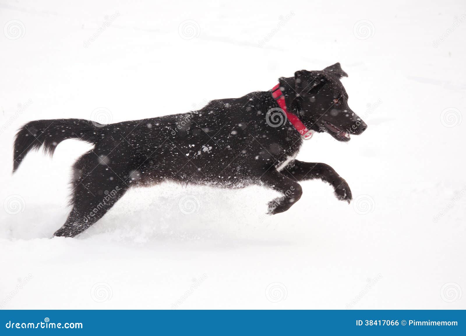 Happy Black Dog Playing in Deep Snow Stock Photo - Image of cold ...