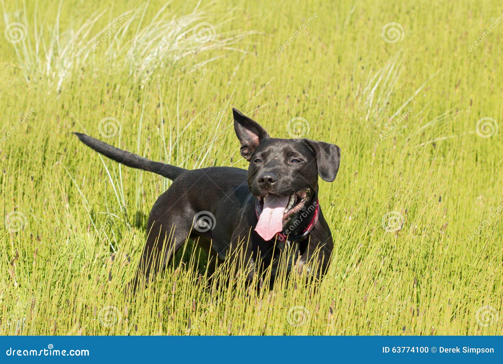 Happy Black Dog Playing in Long Grass Stock Photo - Image of obedience ...
