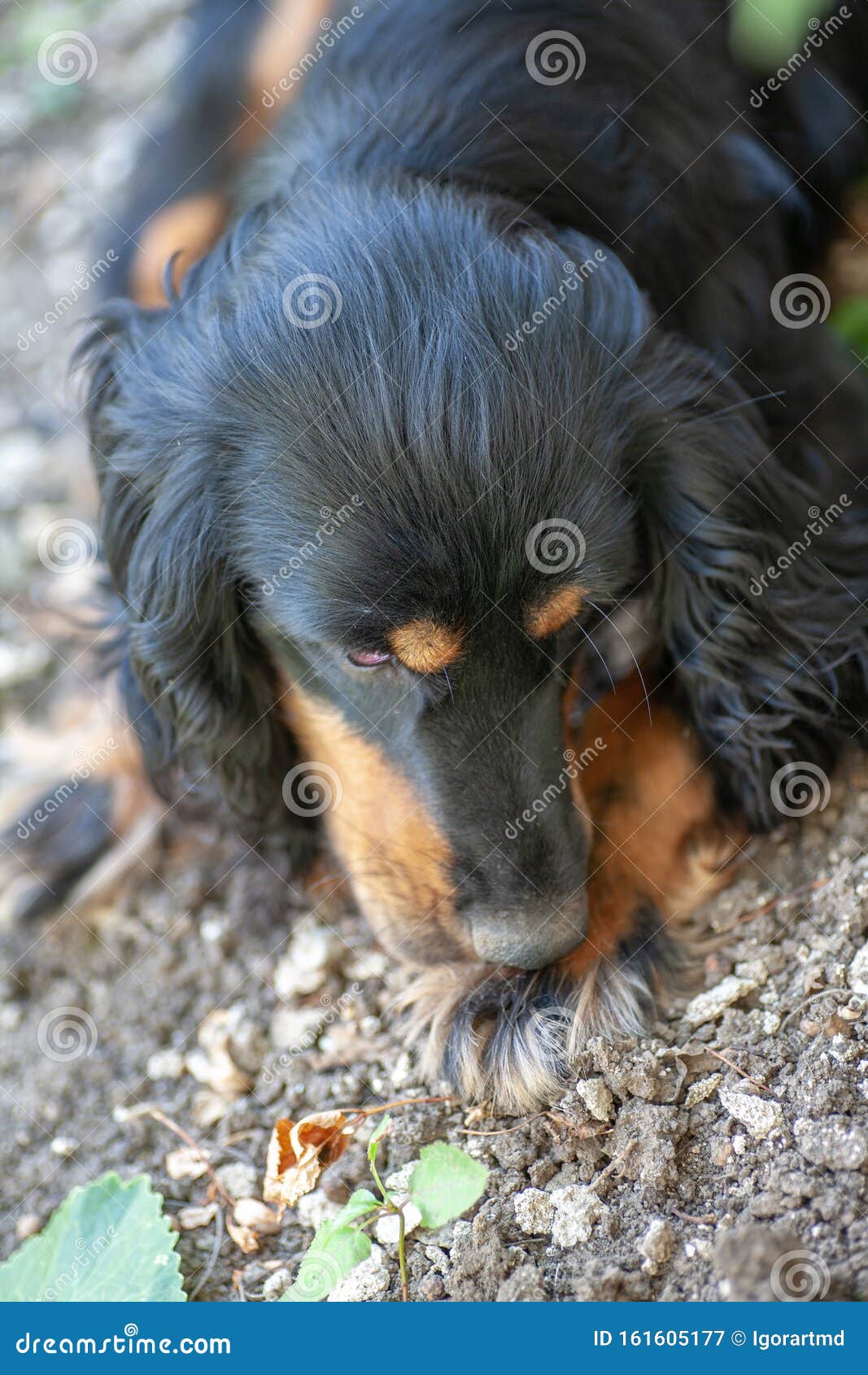 Happy Black English Cocker Spaniel Stock Image - Image of healthy ...
