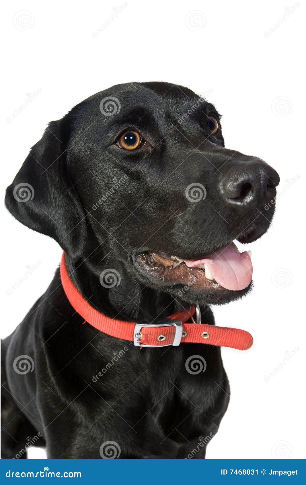 Happy Black Labrador stock image. Image of collar, trained - 7468031