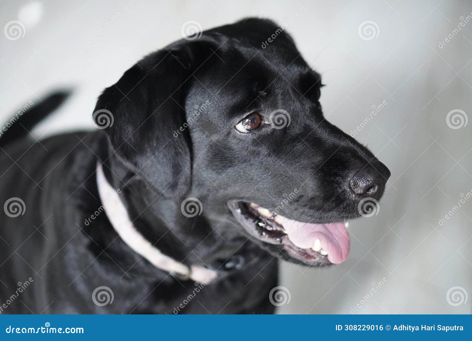 Happy Black Labrador Dog Looking Away and Feeling Curious Stock Photo ...