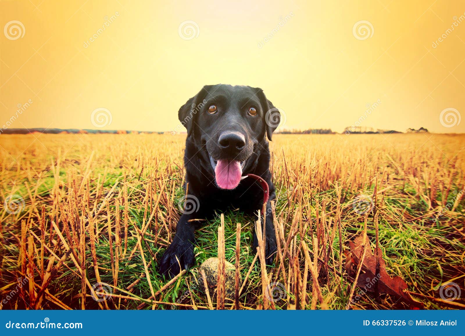 Happy black labrador. stock photo. Image of sweetly, happy - 66337526