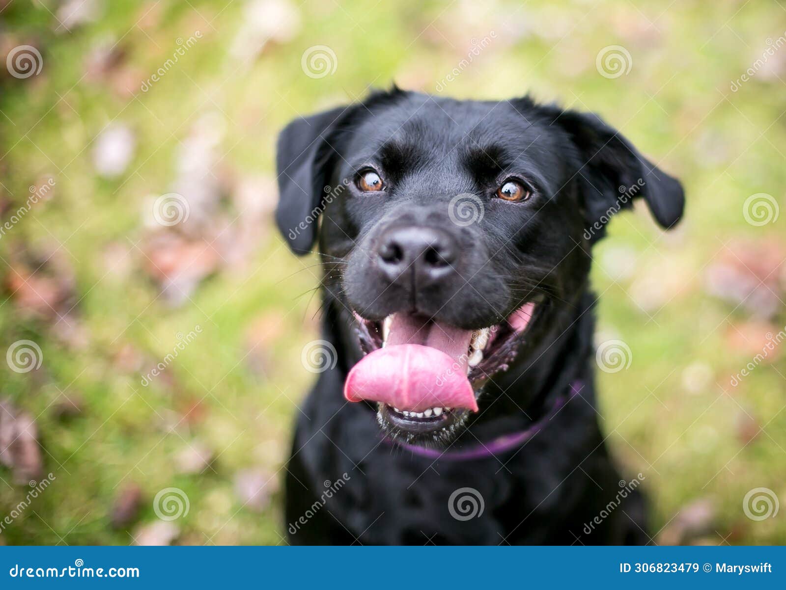 A Happy Black Labrador Retriever Mixed Breed Dog Stock Image - Image of ...