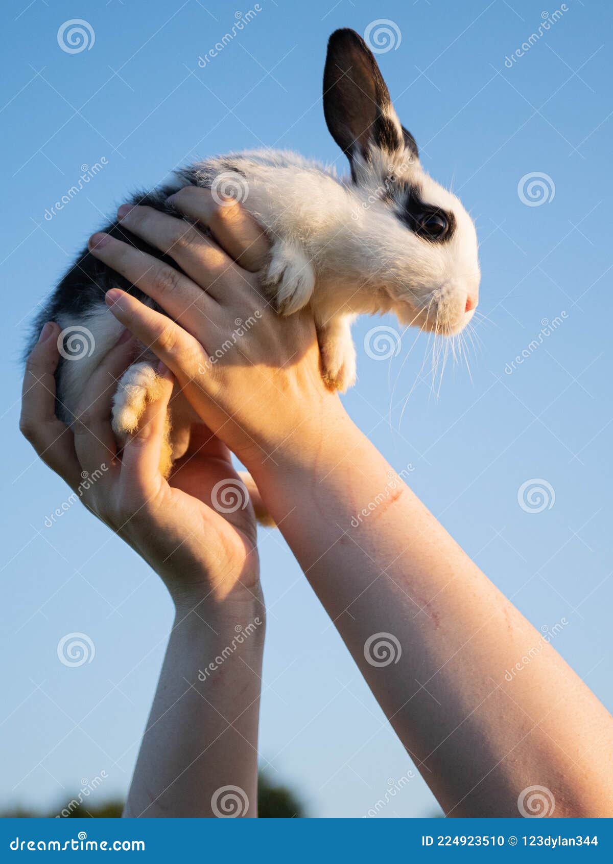 Rabbit Being Raised into the Air Stock Photo - Image of mammal, skin ...