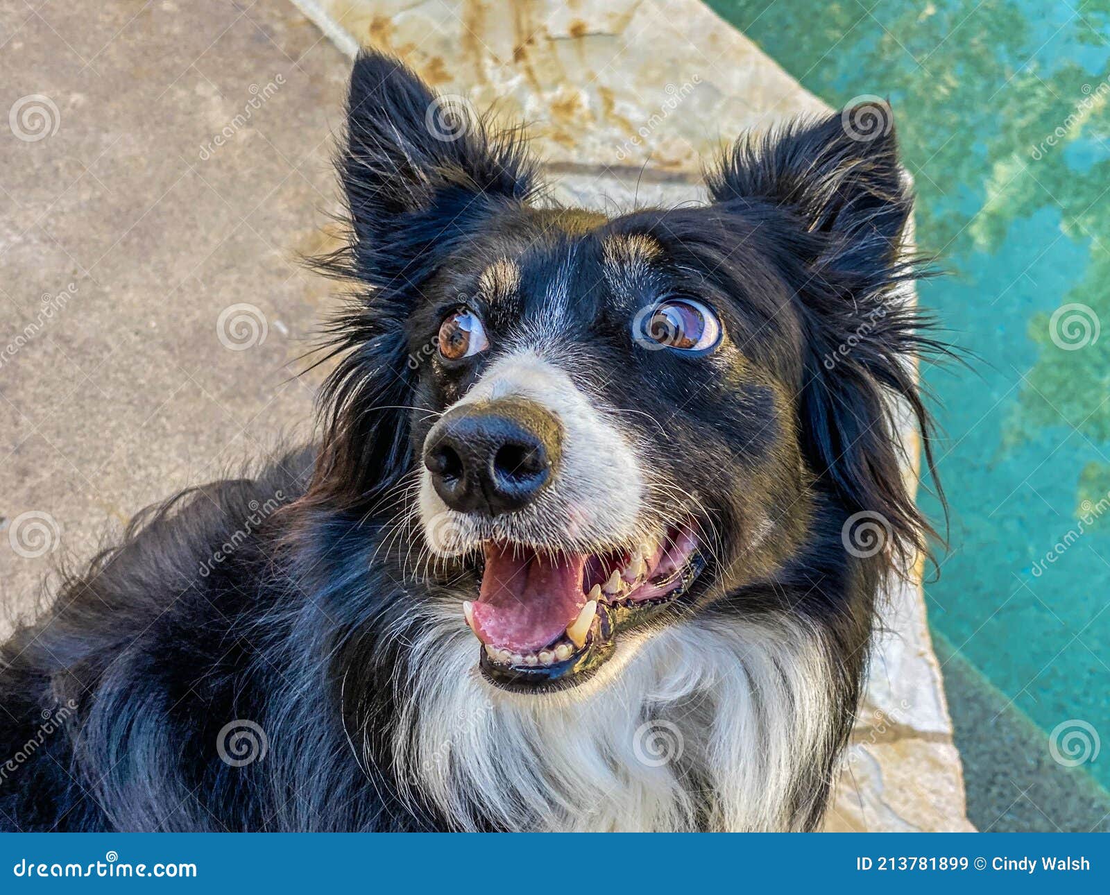 Happy border collie stock image. Image of expression - 213781899