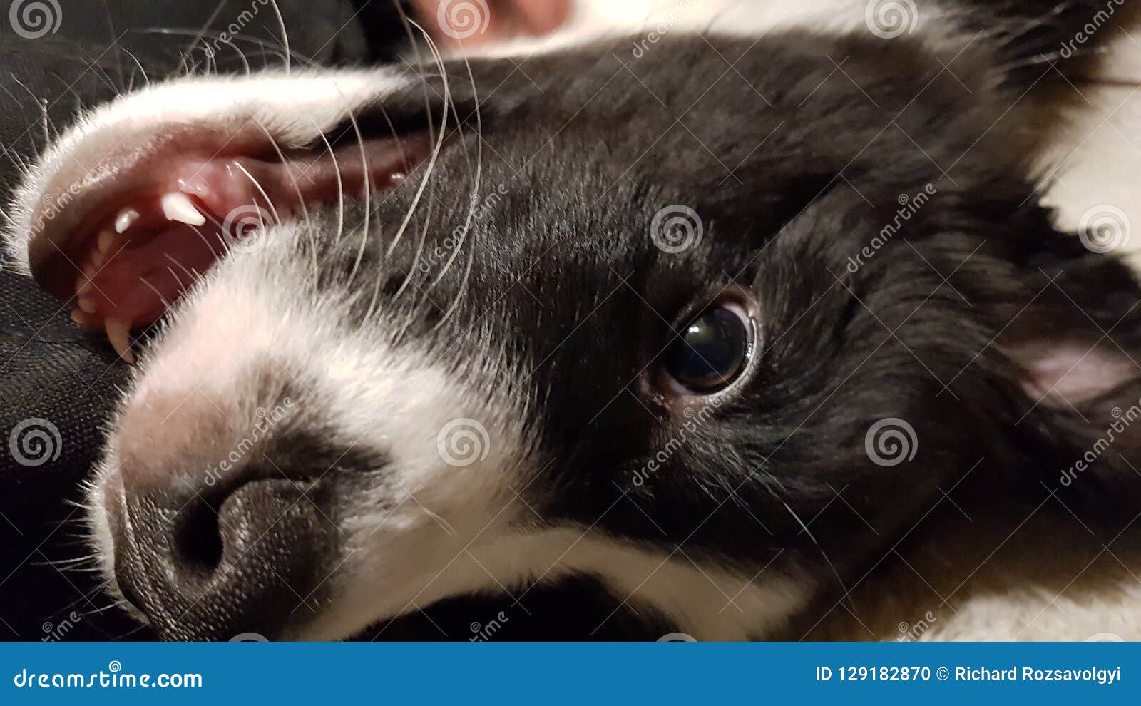 Happy border collie stock photo. Image of bordercollie - 129182870