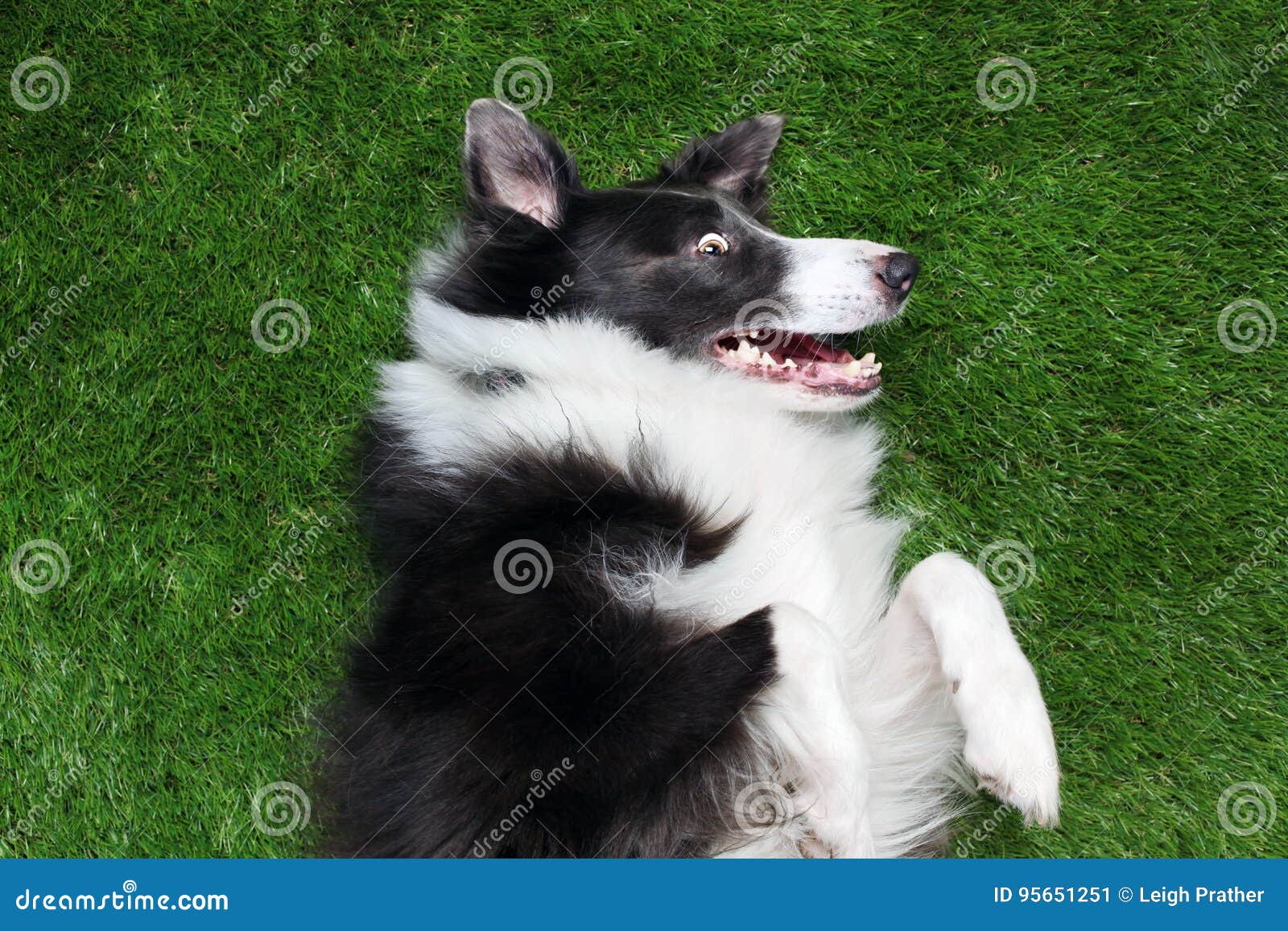 Happy Border Collie Playing Outside Stock Image - Image of black, white ...