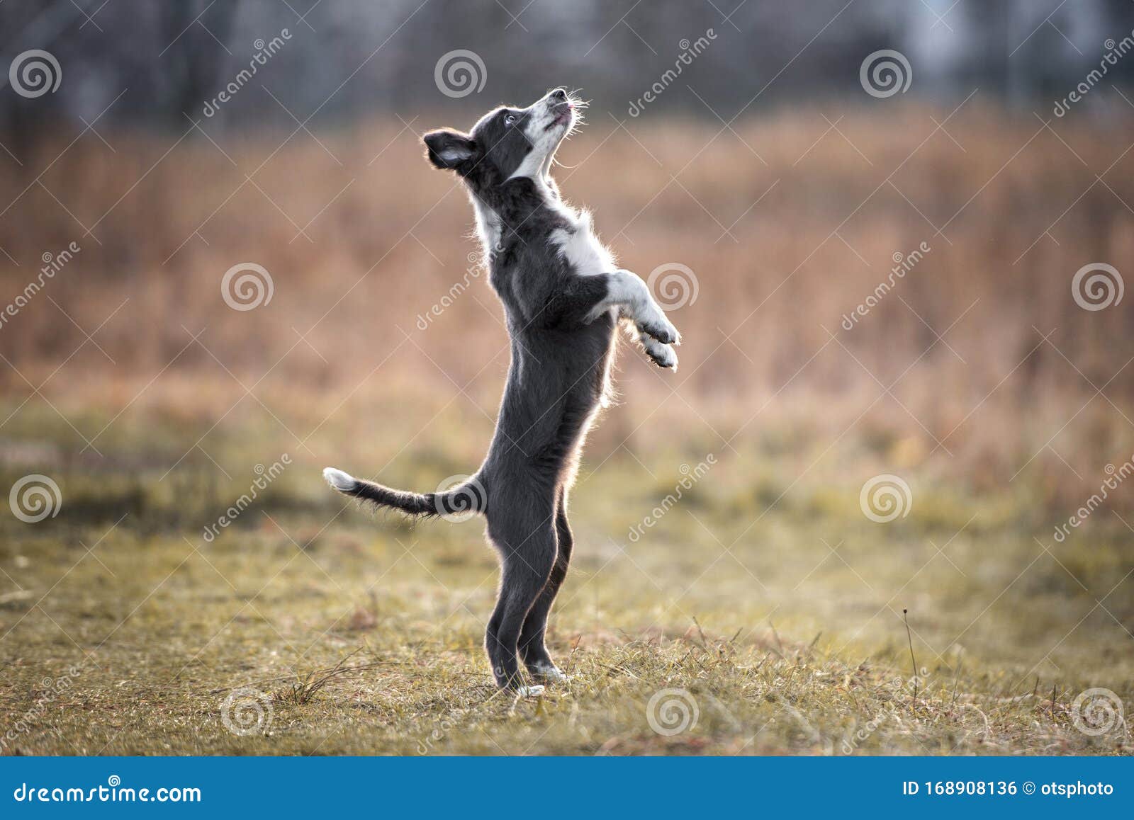 Border Collie Puppy Begging Outdoors Stock Photo - Image of domestic ...