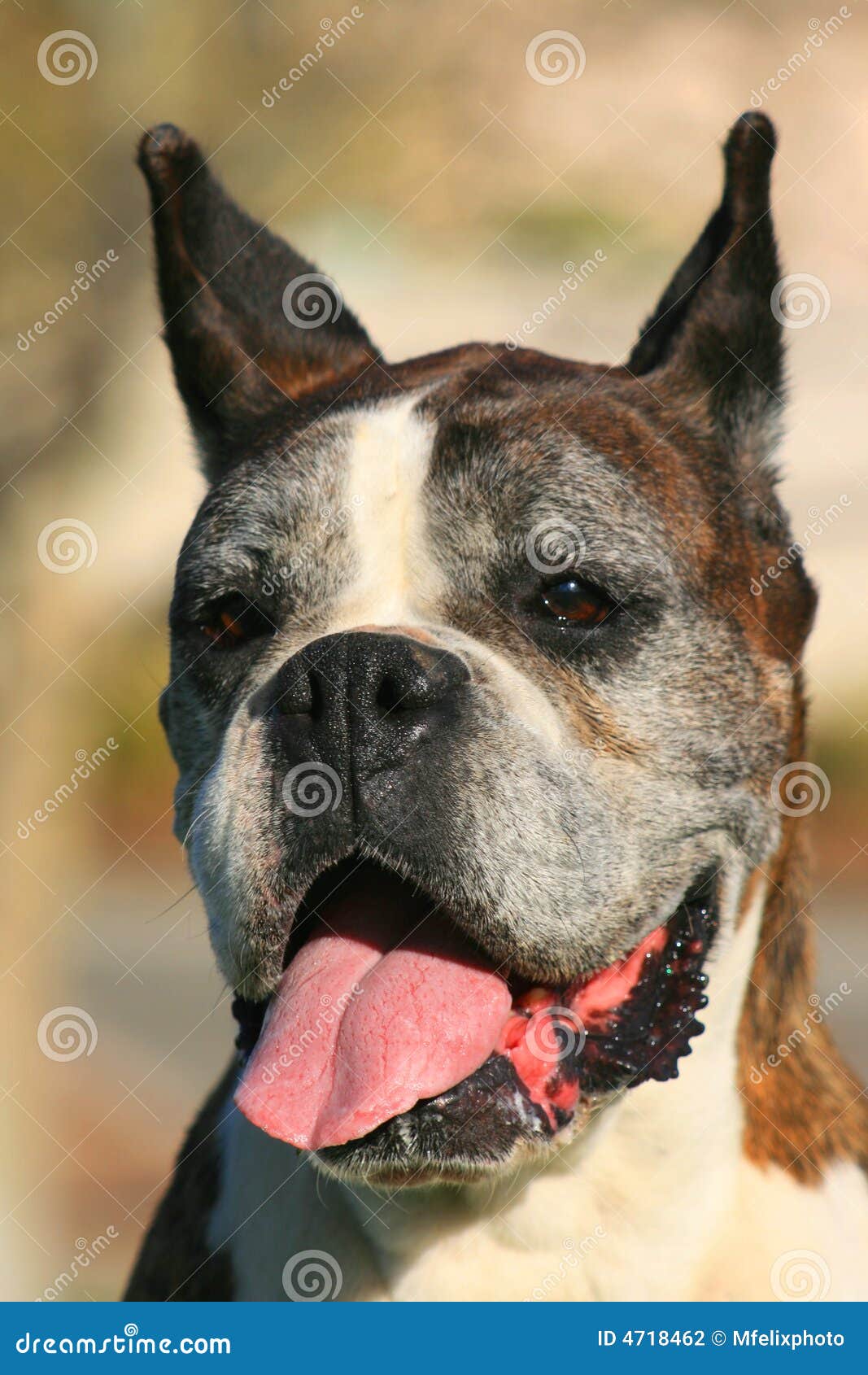 Happy Boxer Dog stock photo. Image of park, animal, closeup - 4718462