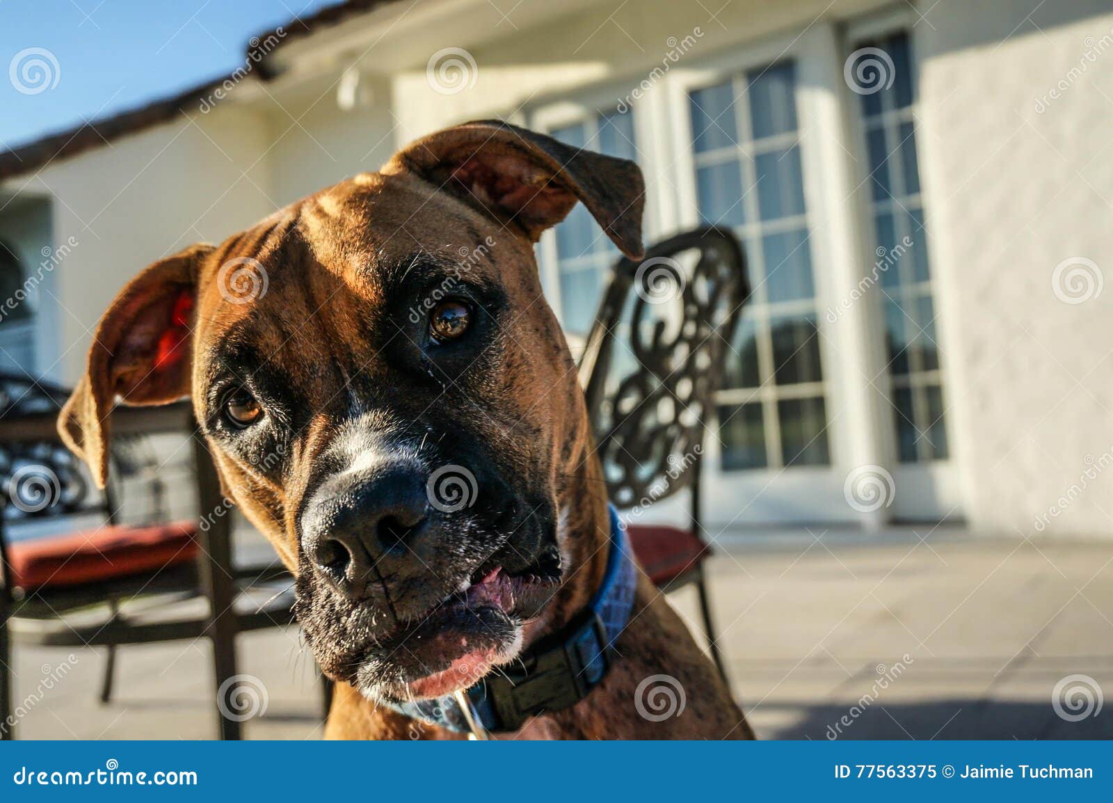 Happy boxer dog stock image. Image of pedigree, puppy - 77563375