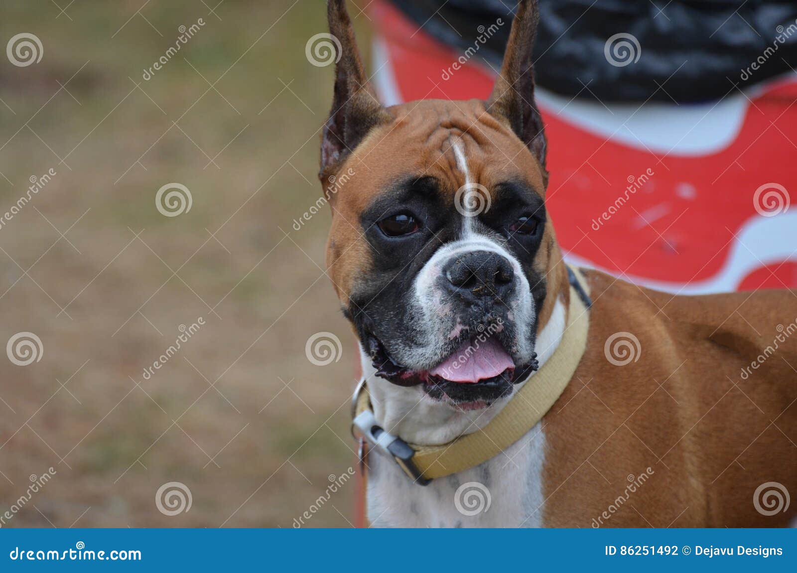 Happy Boxer Dog Face stock photo. Image of canine, adorable - 86251492