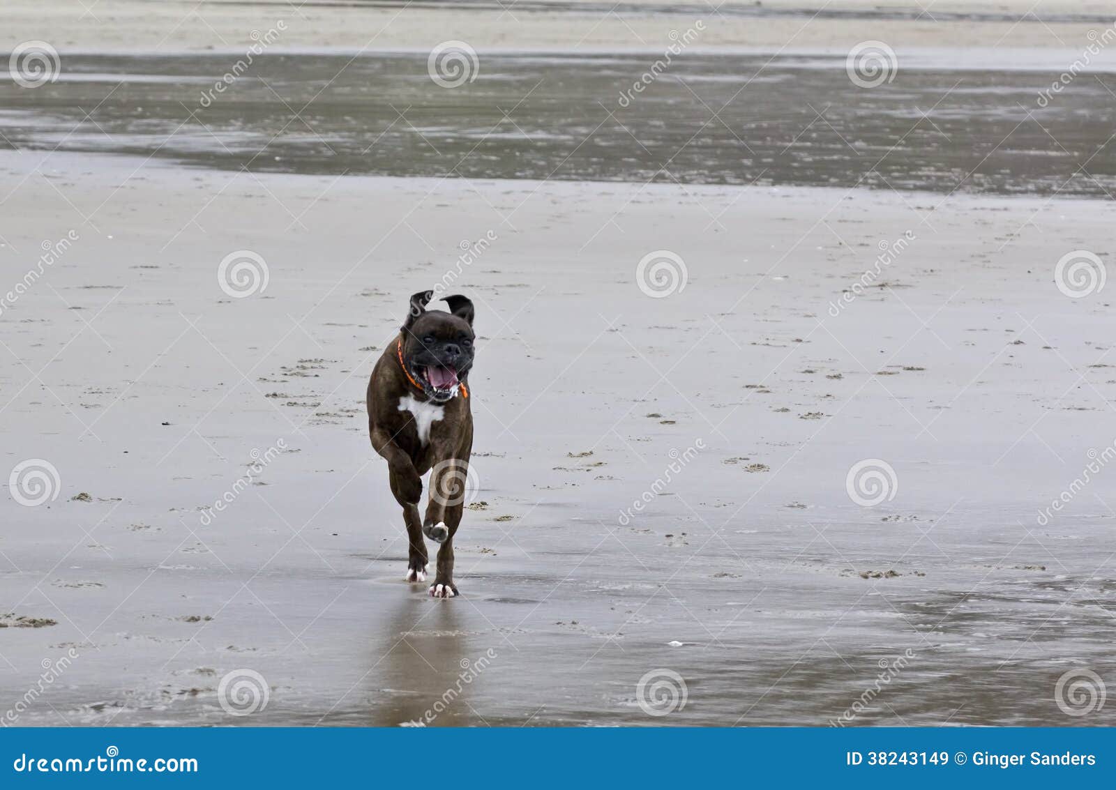 Happy Boxer American Bulldog Mix Breed Dog Panting Tongue And Wagging ...