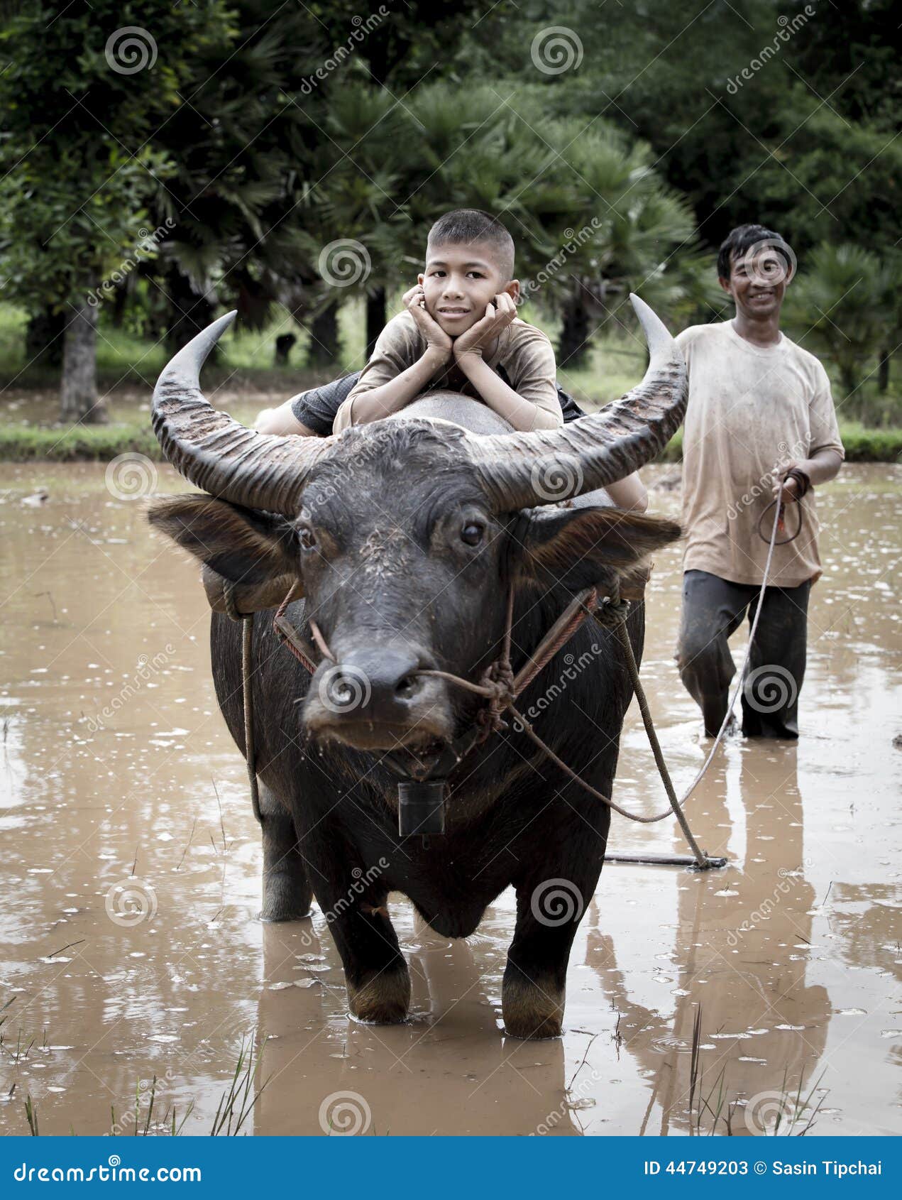 Happy Boy Riding Water Buffalo Stock Image - Image of cheerful, mammal ...