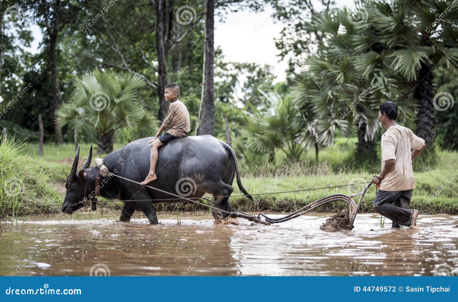 Happy Boy Riding Water Buffalo Stock Photo - Image of outdoor, asian ...