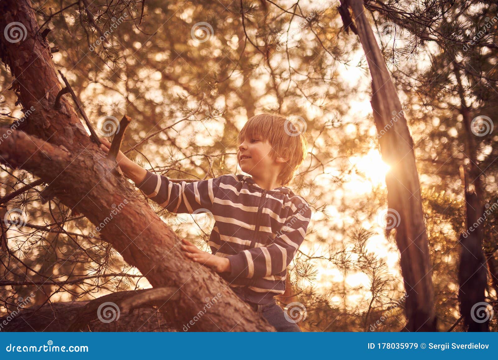 Happy Boy Sitting High Up in a Pine Tree at Sunset Stock Image - Image ...