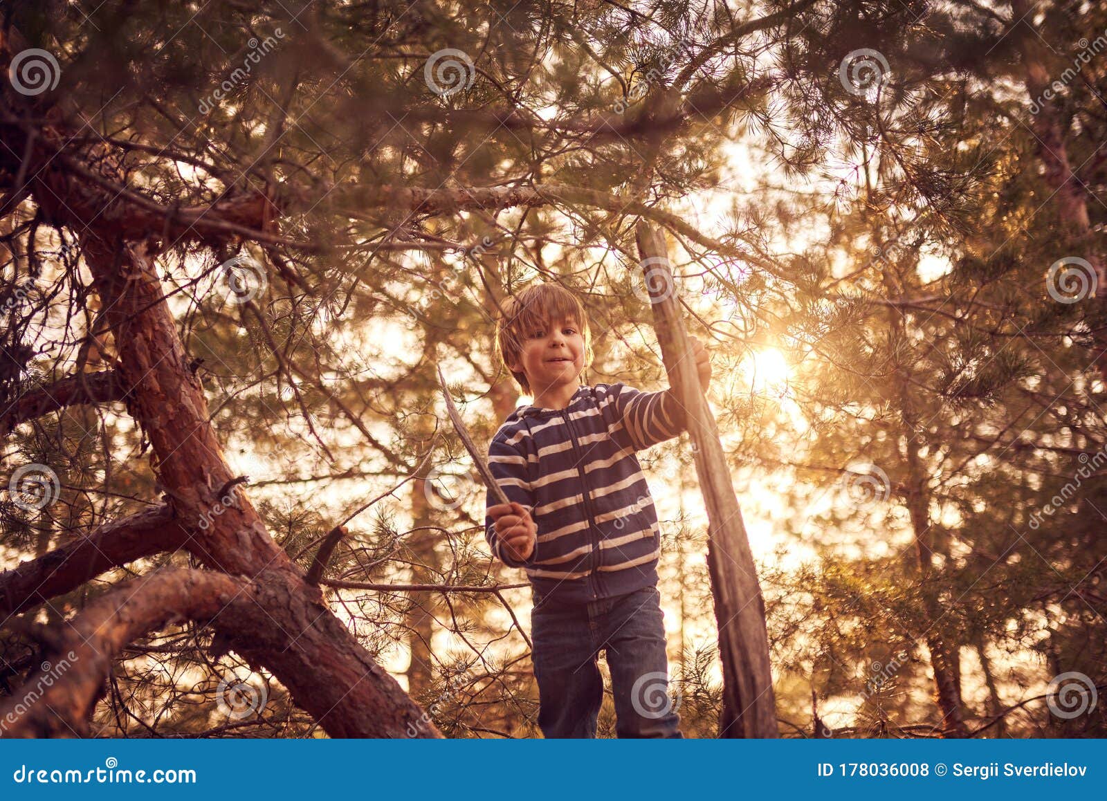 Happy Boy Sitting High Up in a Pine Tree at Sunset Stock Photo - Image ...