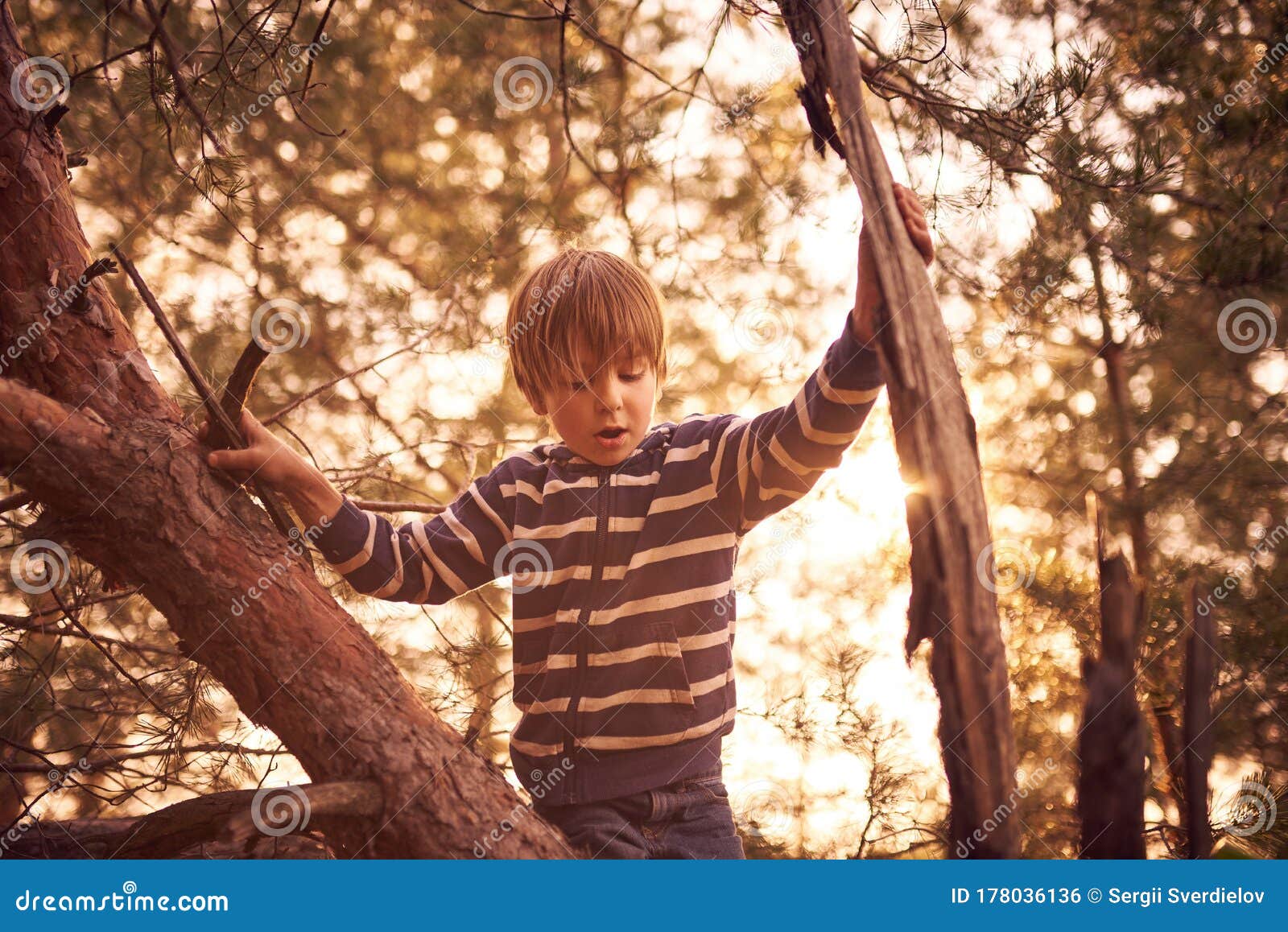 Happy Boy Sitting High Up in a Pine Tree at Sunset Stock Photo - Image ...