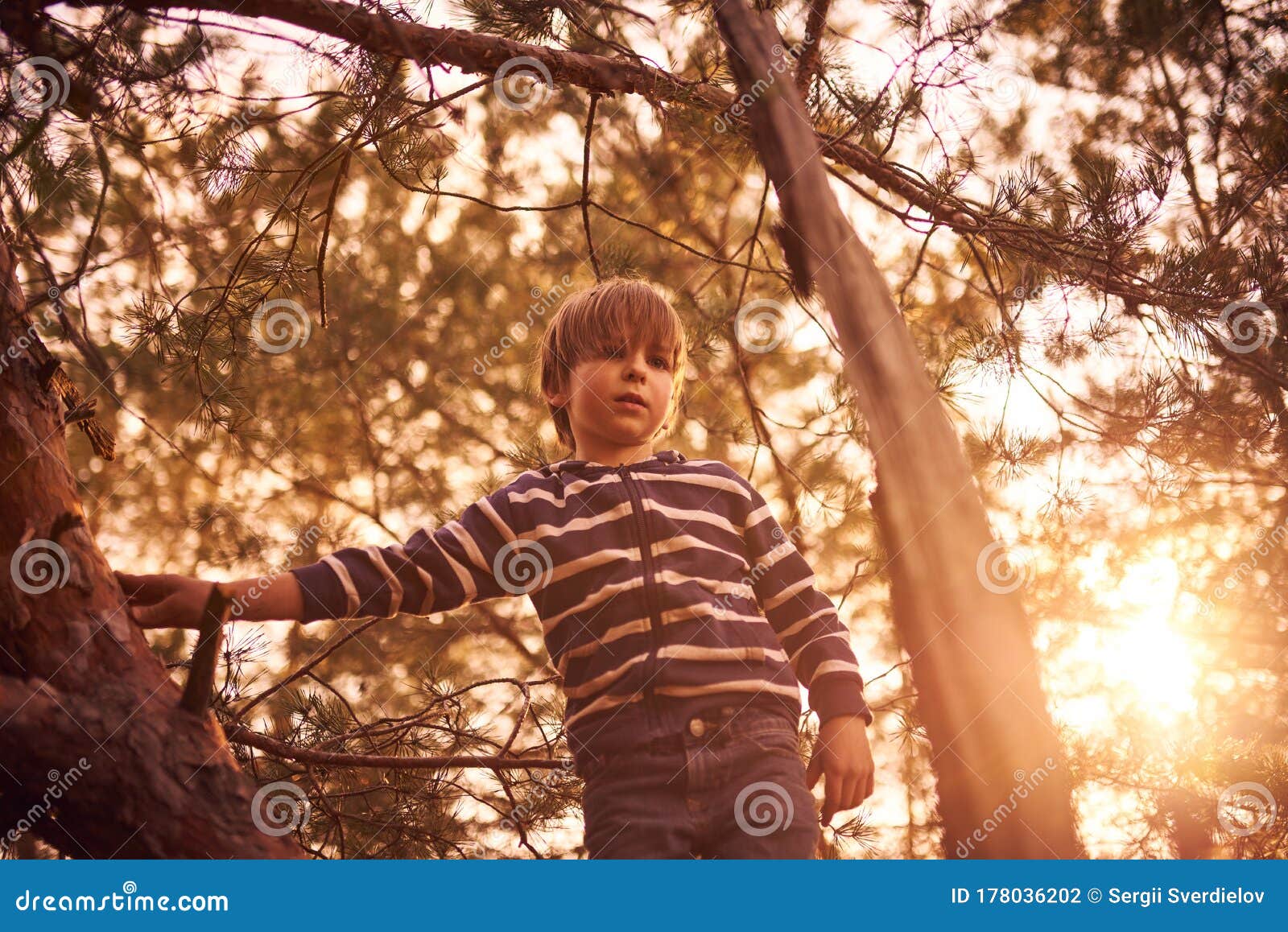 Happy Boy Sitting High Up in a Pine Tree at Sunset Stock Photo - Image ...