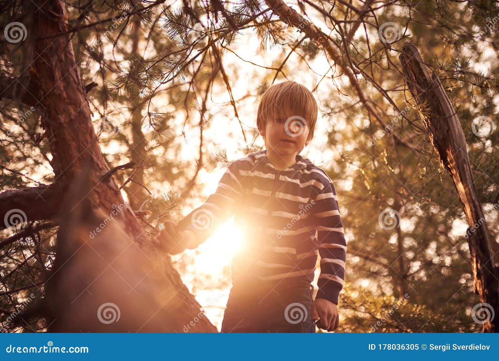 Happy Boy Sitting High Up in a Pine Tree at Sunset Stock Image - Image ...