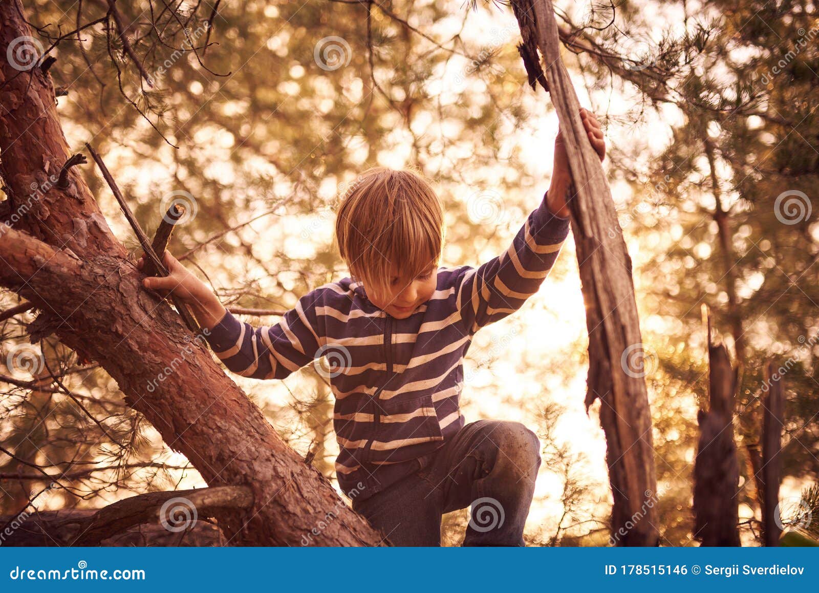 Happy Boy Sitting High Up in a Pine Tree at Sunset Stock Photo - Image ...