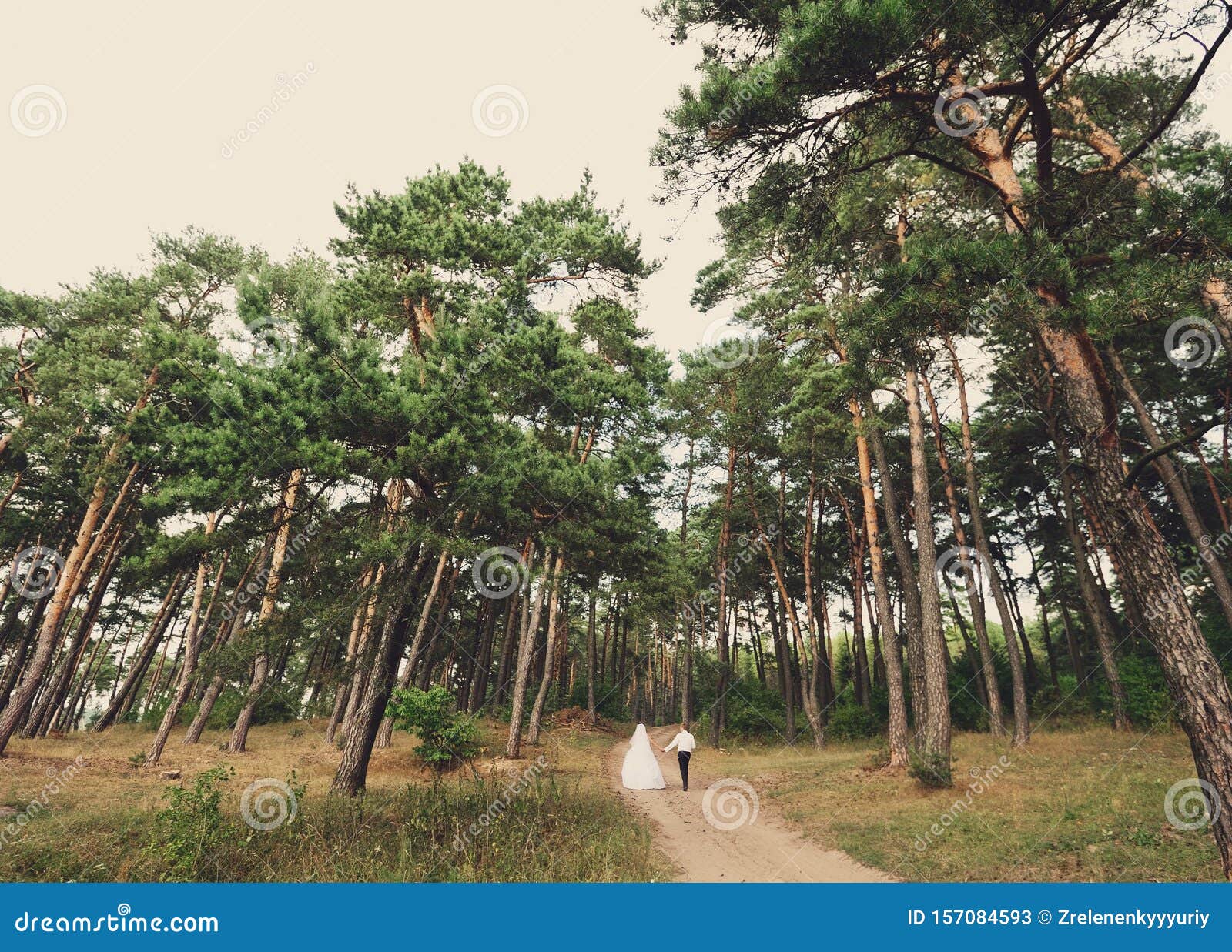 Happy Bride and Groom in the Pine Trees Forest. Their Wedding Day Stock ...
