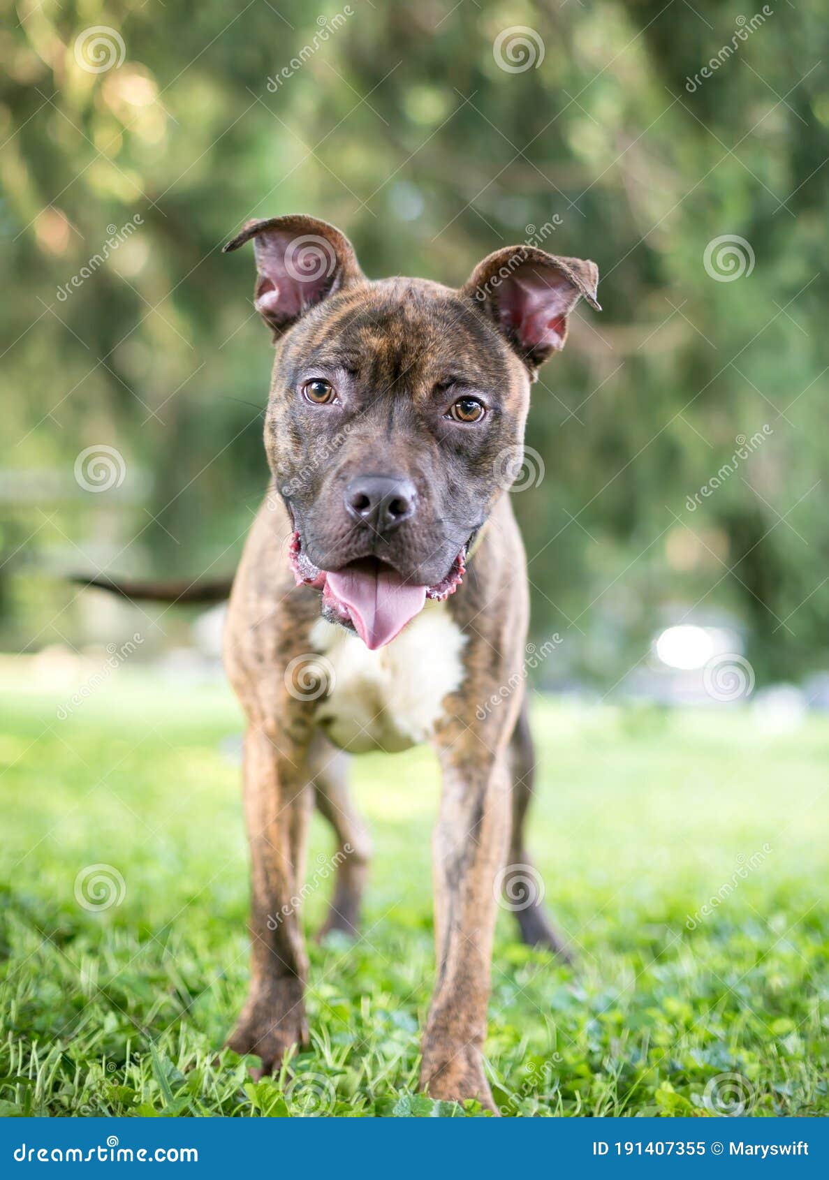 A Happy Brindle Terrier Mixed Breed Dog Standing Outdoors Stock Image ...