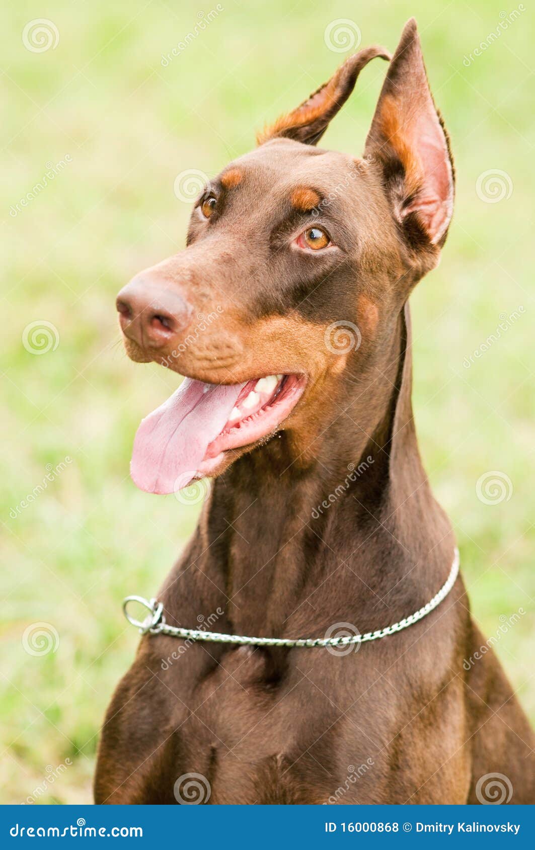 Happy Brown Doberman Royalty Free Stock Photos - Image: 16000868