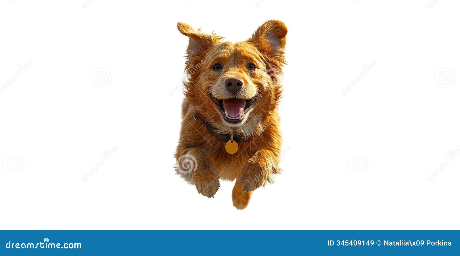 Happy Brown Dog Running Isolated on Transparent Background Stock Image ...
