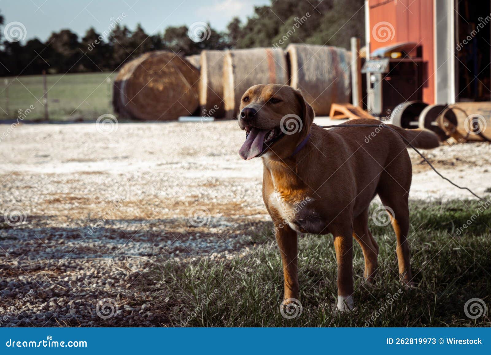 Happy Brown Lab Dog in the Farmland Stock Image - Image of sweet ...