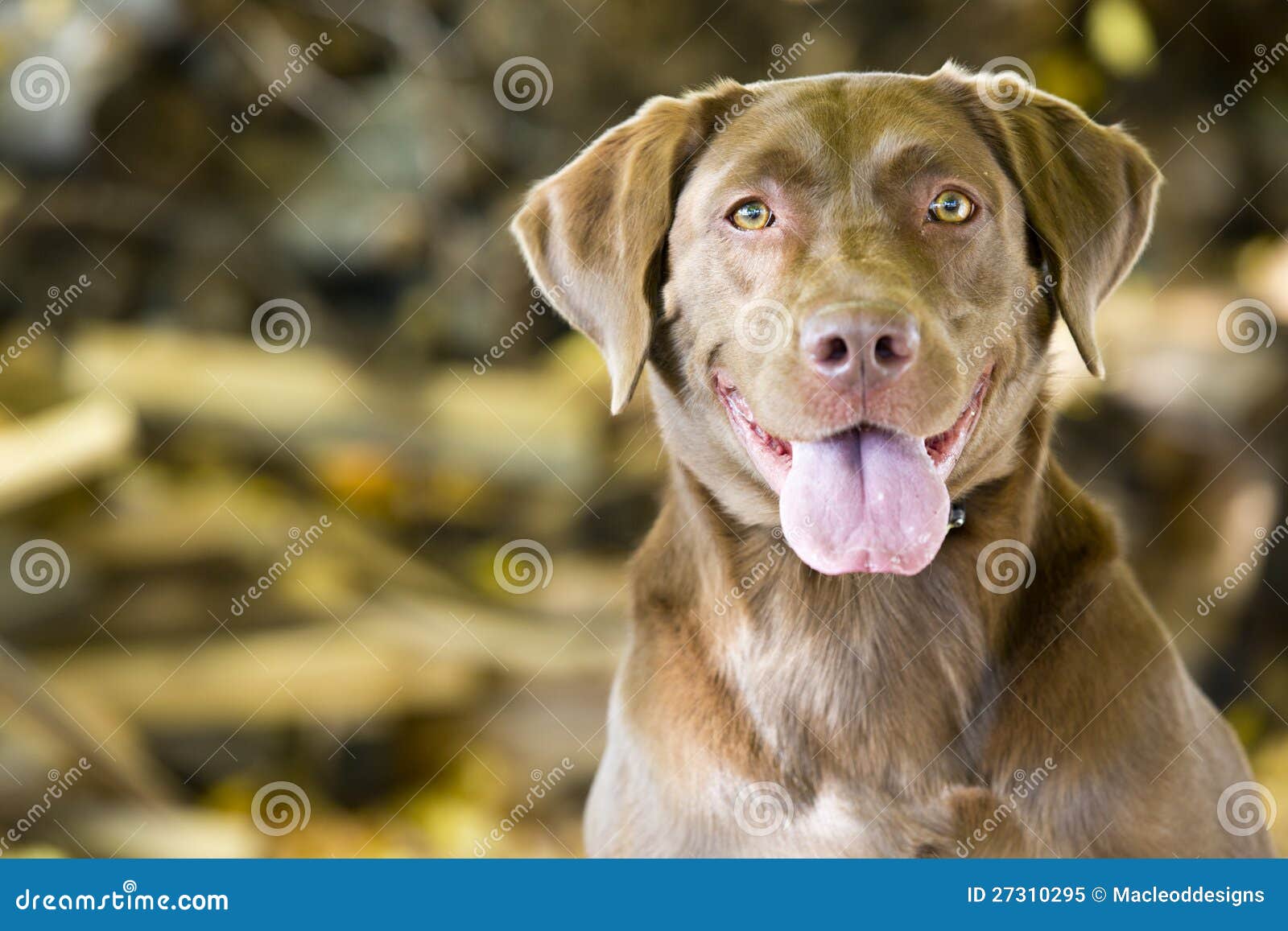Happy Brown Labrador Retriever Stock Image - Image of head, retriever ...