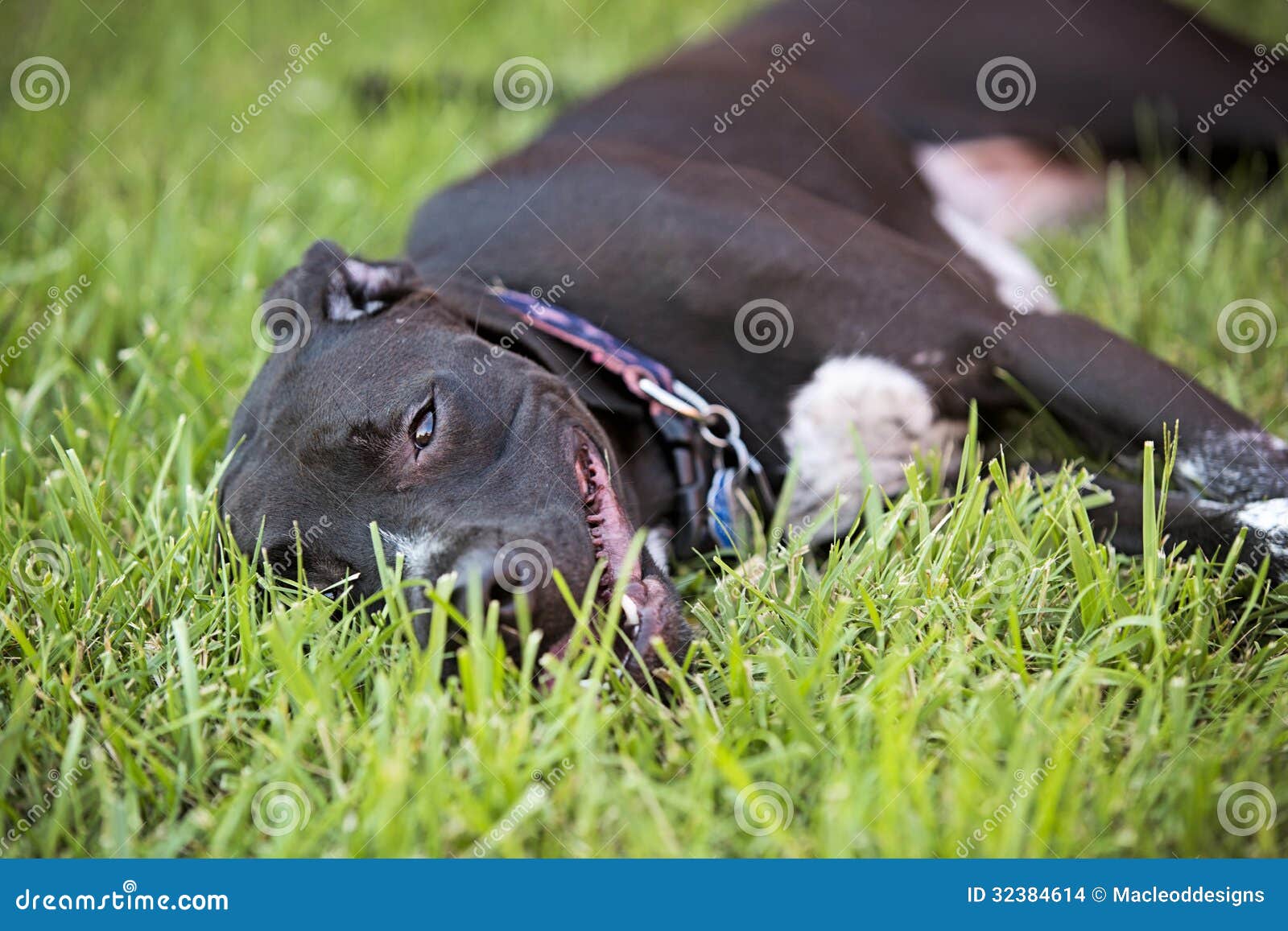 Happy Brown Labrador Retriever Stock Photo - Image of front, smile ...