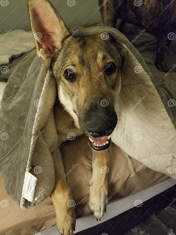 Happy Bruce stock image. Image of shepherd, bruce, happy - 125699725