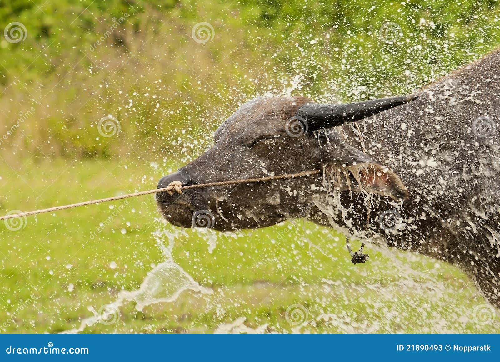 Happy Buffalo stock image. Image of mammal, nature, animal - 21890493