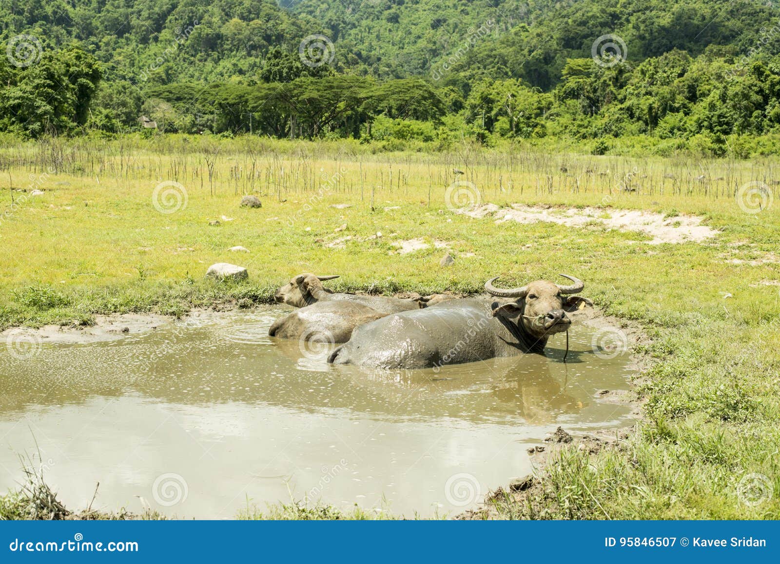Happy Buffalo in the Mud, Buffalo& X27;s Instincts Stock Image - Image ...