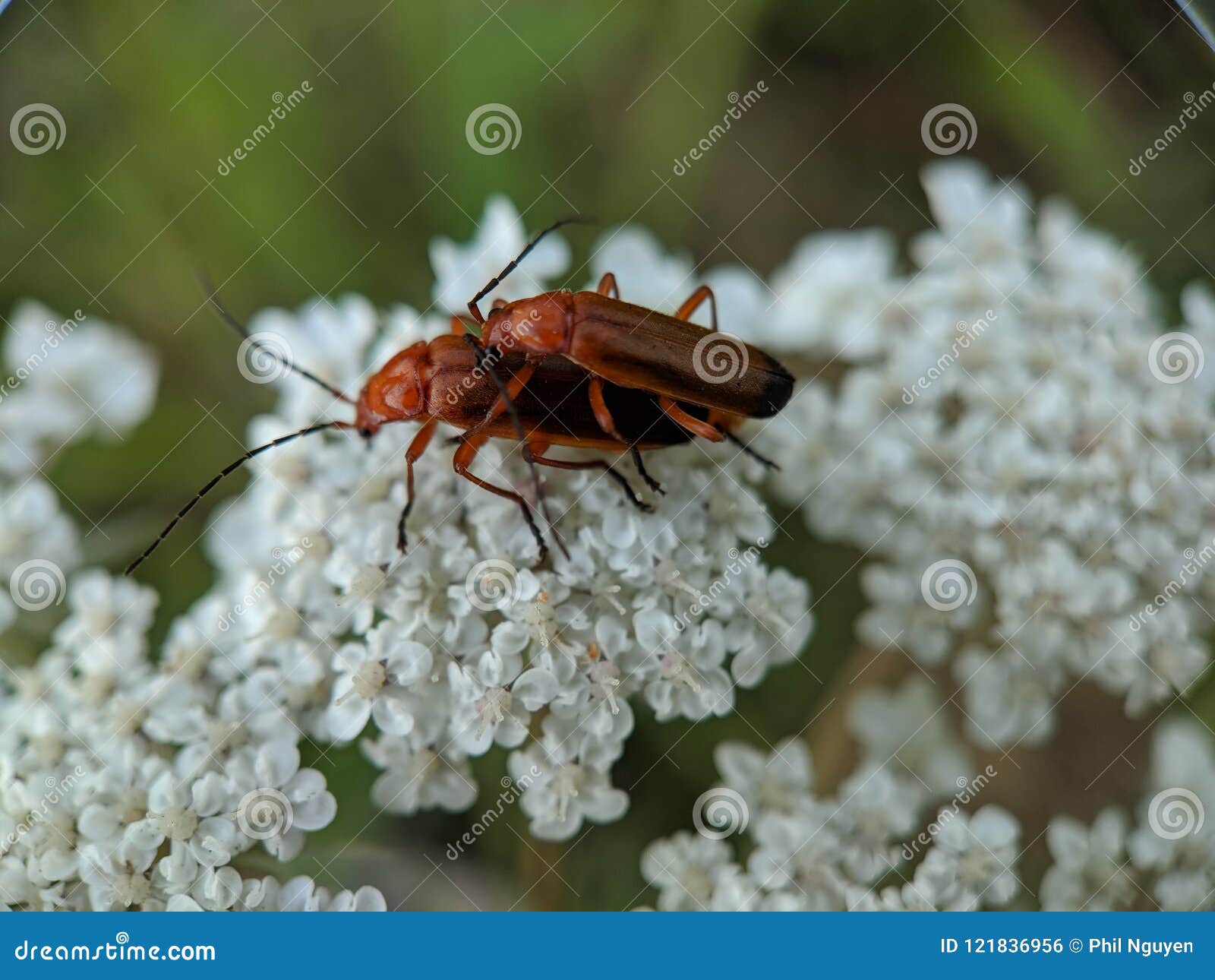 Happy bugs stock photo. Image of good, bugs, time, happy - 121836956