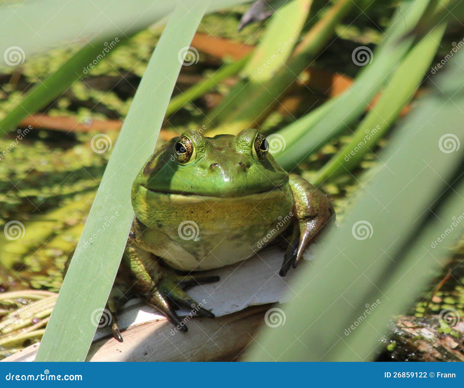 Happy Bull Frog stock photo. Image of wildlife, happy - 26859122