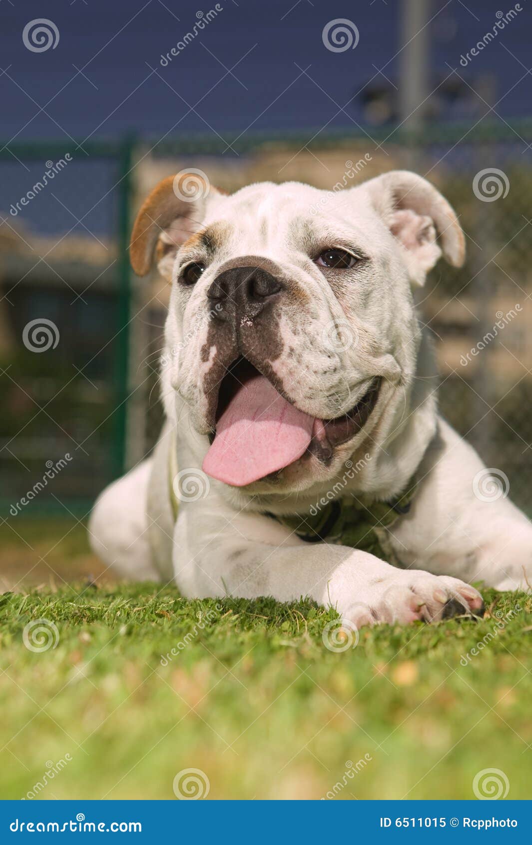 Happy Bulldog Picture. Image: 6511015