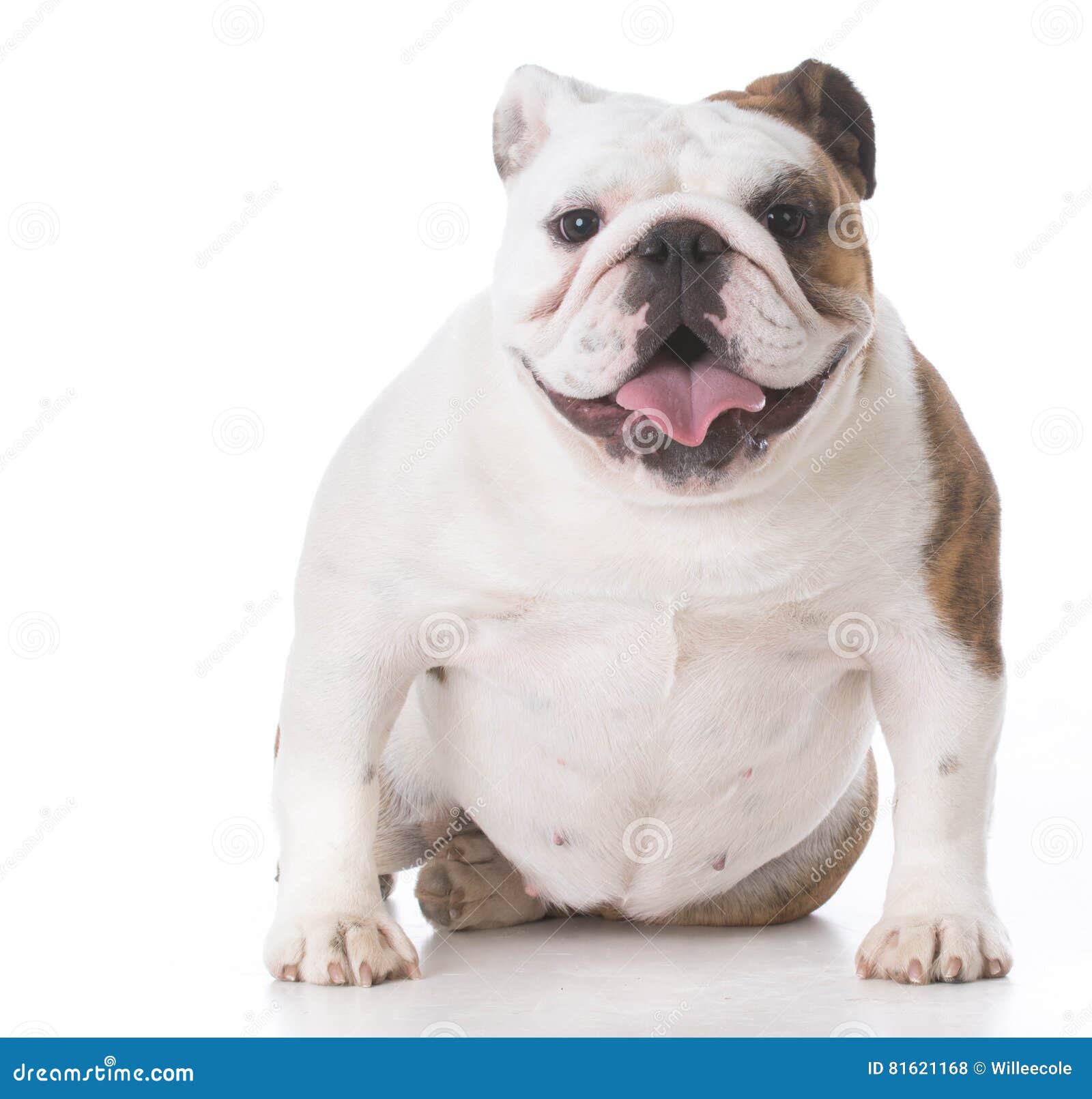 Happy bulldog puppy stock photo. Image of expression - 81621168