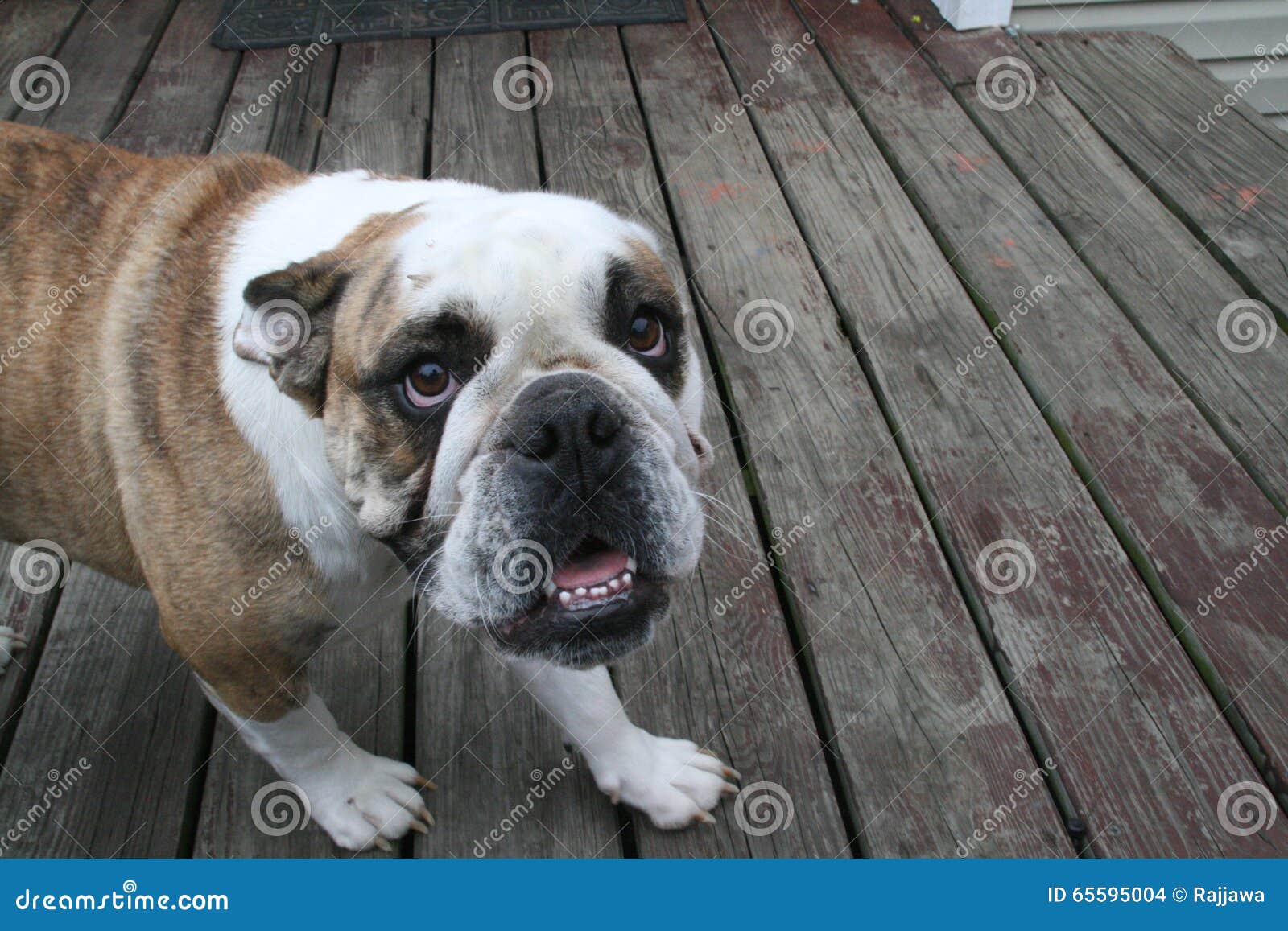 Happy Bulldog stock photo. Image of bull, friendship - 65595004