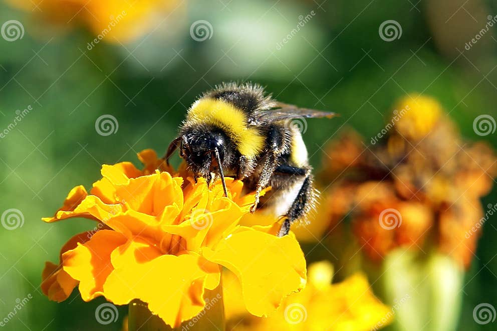 Happy Bumblebee in Various Colors. .. Stock Image - Image of field ...