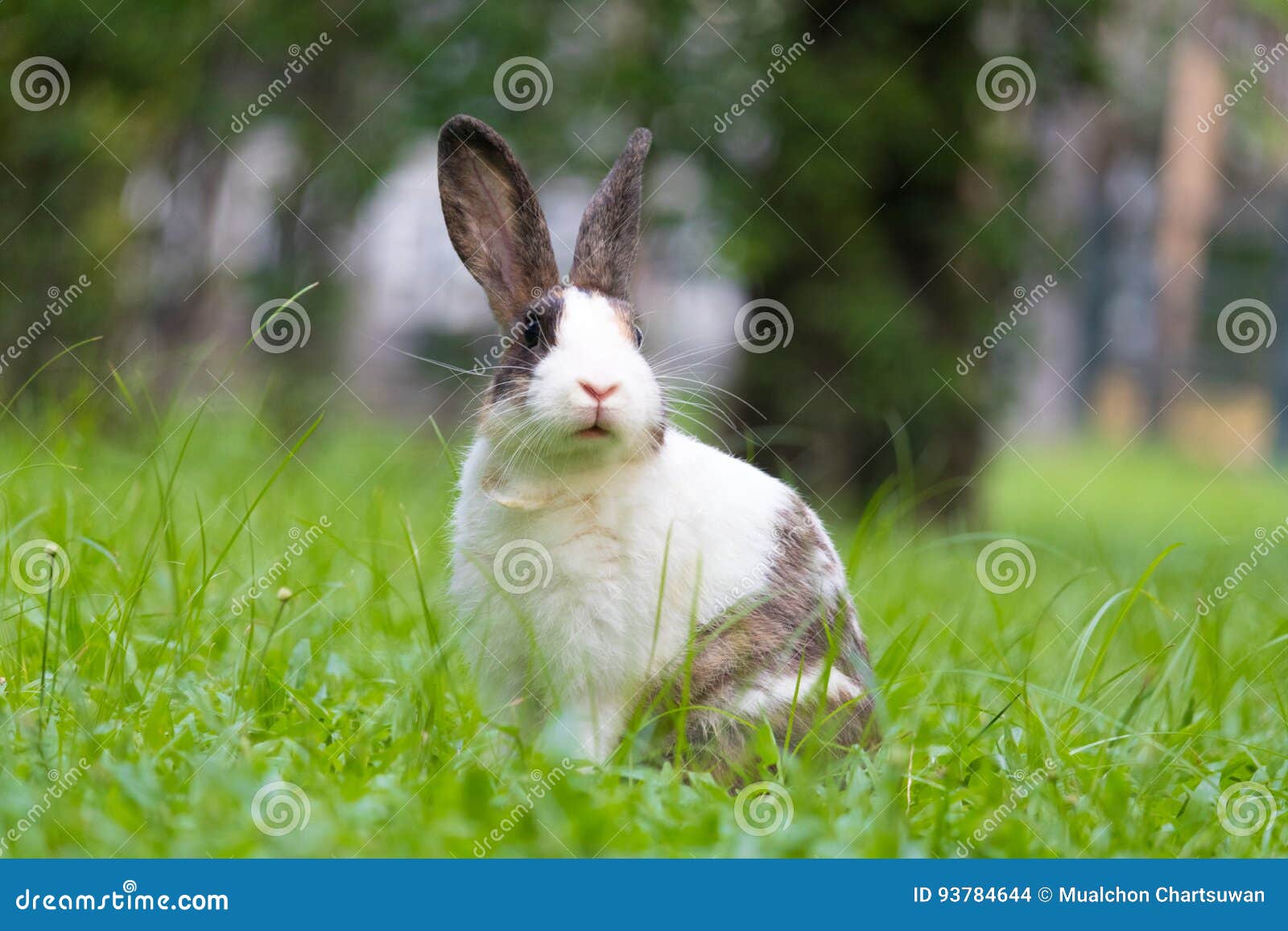 Happy bunny on grass stock photo. Image of park, close - 93784644