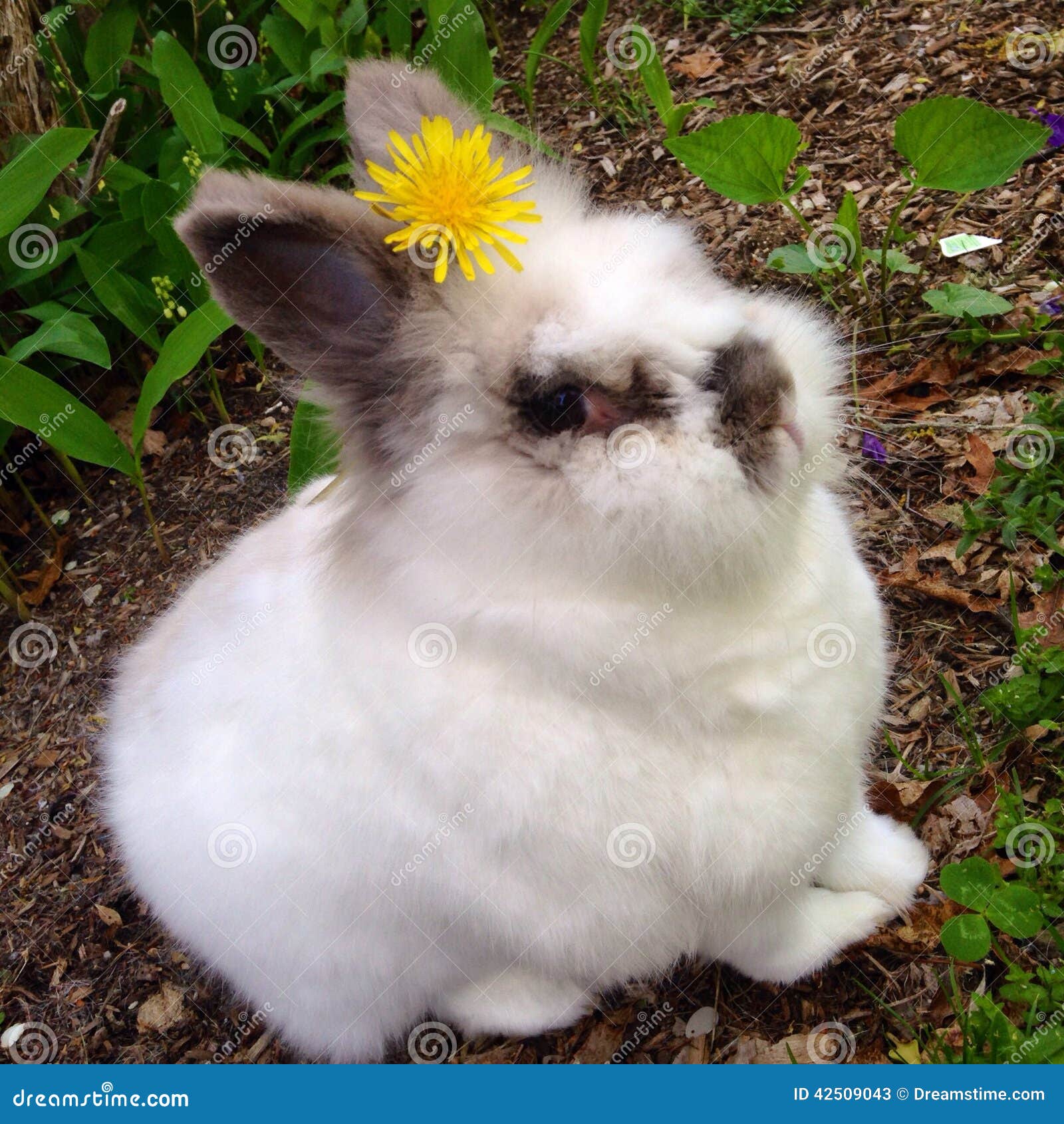 Happy bunny stock image. Image of flowers, bunny, rabbit - 42509043