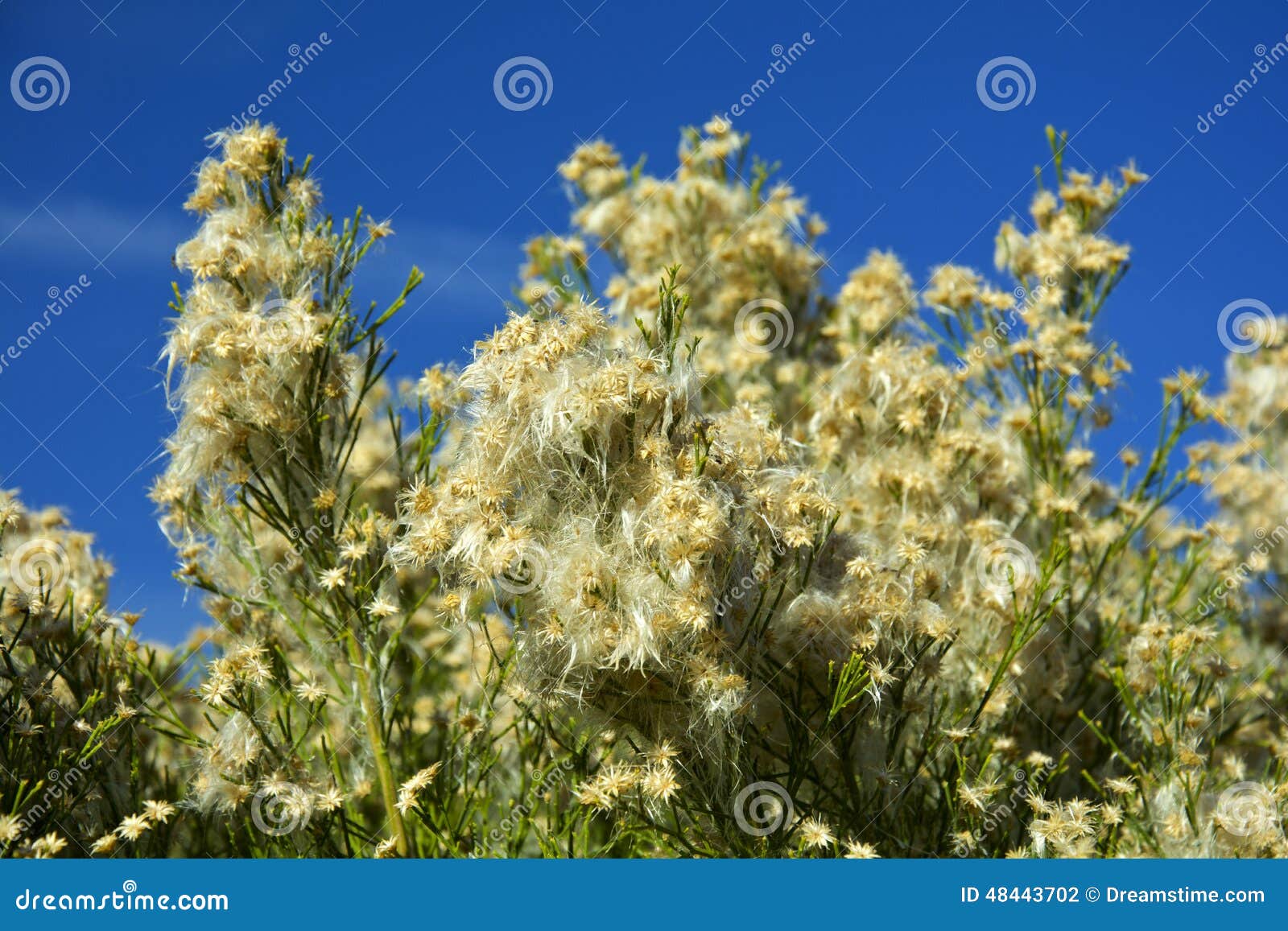 Happy Bush stock photo. Image of happy, chilly, natural - 48443702
