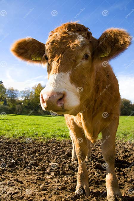 Happy Calf stock image. Image of bern, curious, rancher - 1671813