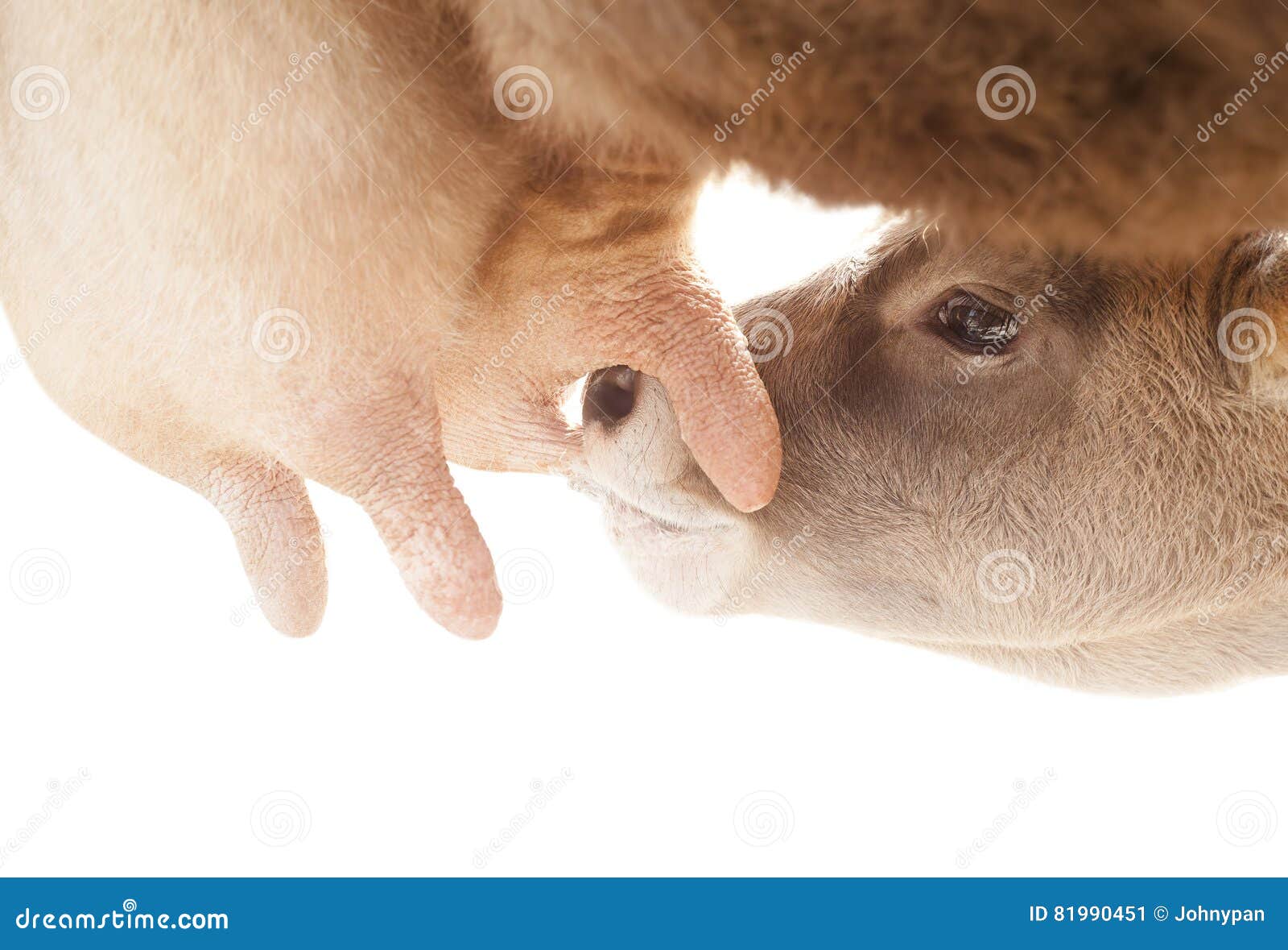 Happy calf drinking milk stock image. Image of detail - 81990451