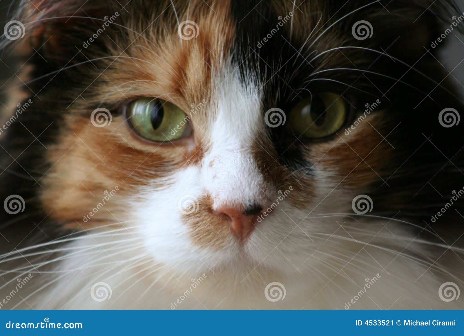 Happy Calico Cat stock image. Image of soft, beautiful - 4533521